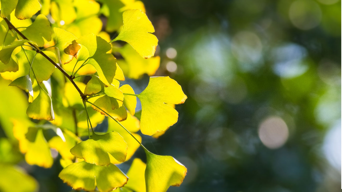 Šta je i za šta se koristi Ginko | Apotekaonline.rs